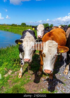 Herd of aggressive cattle on a farm in summer with blue sky and white ...