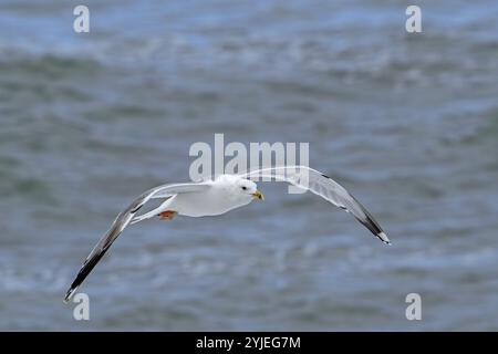 caspian sea, flying seagull Stock Photo - Alamy