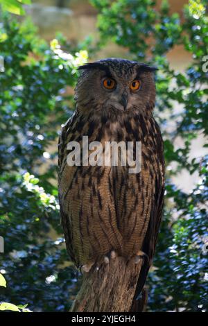 Portrait eines Uhu, lateinisch Bubo Bubo genannt Stock Photo - Alamy