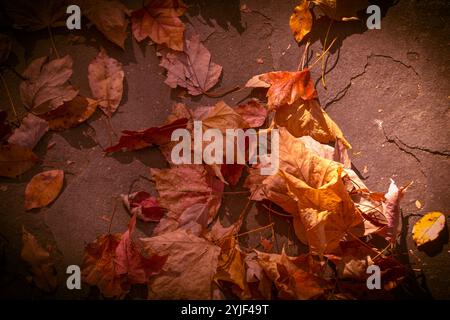 Autumn Leaves 2024 Stock Photo - Alamy