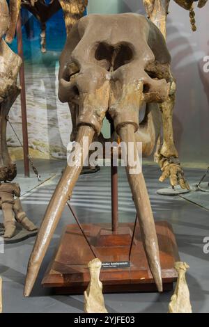 Bandung Indonesia 2nd Nov 2024: the fossil of Diplomystus humilis in ...