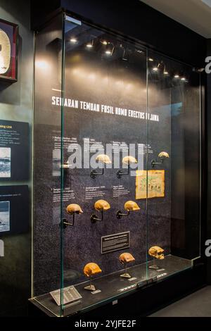 Bandung Indonesia 2nd Nov 2024: the fossil of Diplomystus humilis in ...