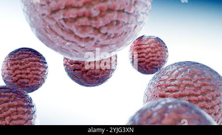 Fat cells isolated, white adipocyte and lipocyte, cholesterol in a ...