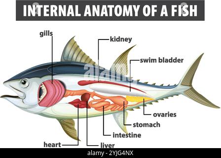 Detailed diagram of fish internal organs Stock Vector Image & Art - Alamy
