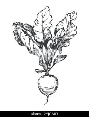 Radish vegetable vector sketch. Botanical design of Raphanus ...