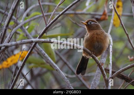 A Chinese hwahei or melodious laughingthrush (Garrulax canorus) in a ...