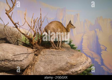 An arched Klipspringer on a rock. An African diorama at the California ...