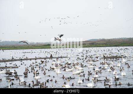 Large Gathering of Diverse Wildfowl at WWT Martin Mere, UK Stock Photo ...