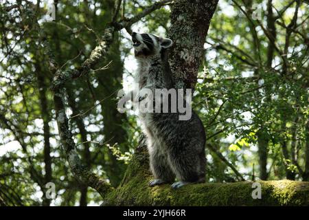 BAMBI: A TALE IN THE WOODS (2024) -Original title: BAMBI, L'HISTOIRE D ...