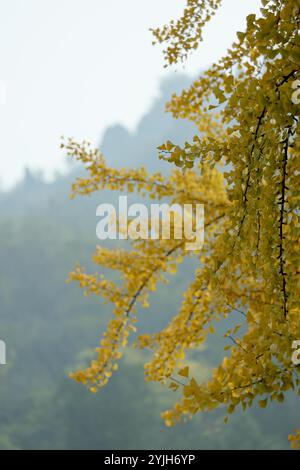 Aerial photo shows an ancient ginkgo tree at a temple in Xi'an City ...