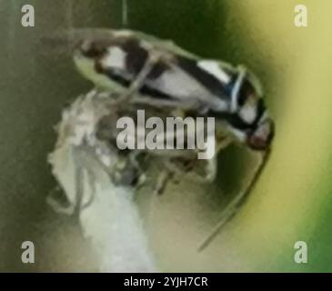 Kalm's plant bug (Orthops kalmii Stock Photo - Alamy