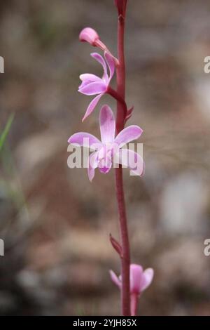 Largeflower Crested Coralroot (Bletia mexicana Stock Photo - Alamy