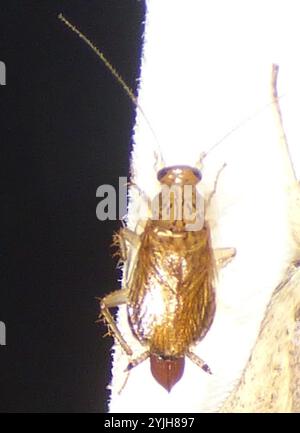 small yellow cockroach (Cariblatta lutea Stock Photo - Alamy