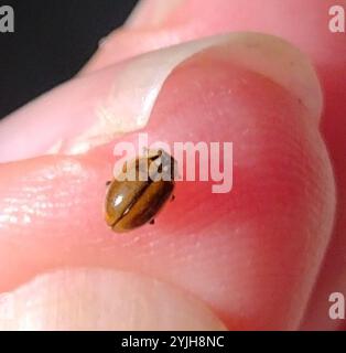Larch Lady Beetle (Aphidecta obliterata Stock Photo - Alamy