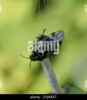 Kalm's plant bug (Orthops kalmii Stock Photo - Alamy
