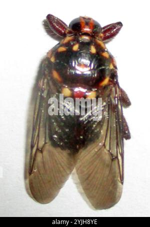 Cattle Louse Fly (Hippobosca rufipes Stock Photo - Alamy