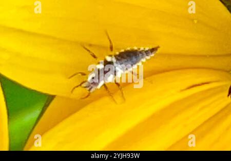 Red-lipped Green Lacewing (Chrysoperla rufilabris Stock Photo - Alamy
