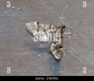 European Pepper Moth (Duponchelia fovealis), Insecta, Santo Antão, Cape ...