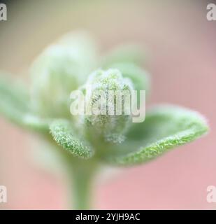Dixie aster (Sericocarpus tortifolius Stock Photo - Alamy