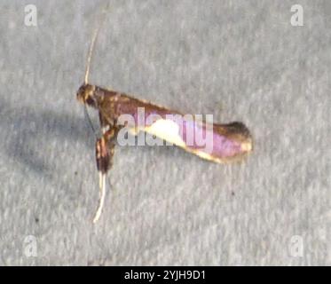 Maple Caloptilia Moth (Caloptilia bimaculatella Stock Photo - Alamy