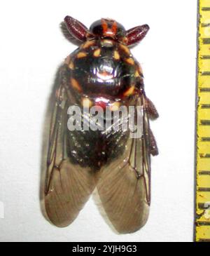 Cattle Louse Fly (Hippobosca rufipes Stock Photo - Alamy