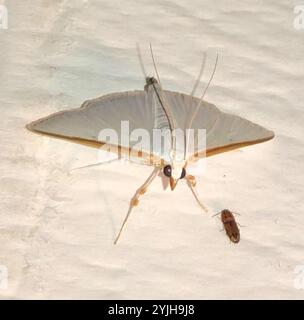 Orange-shouldered Sherbet Moth (Diaphania costata Stock Photo - Alamy