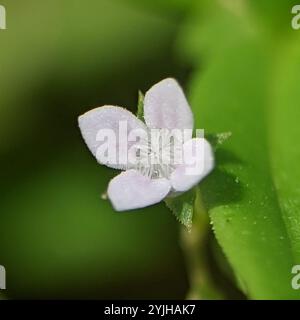 Old World Diamond Flower (Oldenlandia corymbosa) Plantae Stock Photo ...