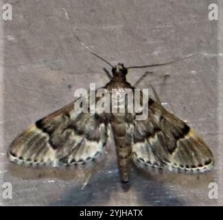 European Pepper Moth (Duponchelia fovealis Stock Photo - Alamy