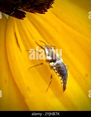 Red-lipped Green Lacewing (Chrysoperla rufilabris), Insecta, North ...