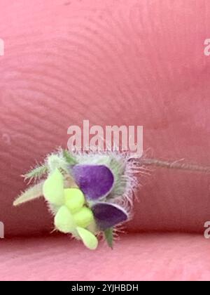 Sharp-leaved Fluellen (Kickxia elatine Stock Photo - Alamy