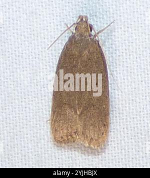 Kyoto Moth (Autosticha kyotensis Stock Photo - Alamy