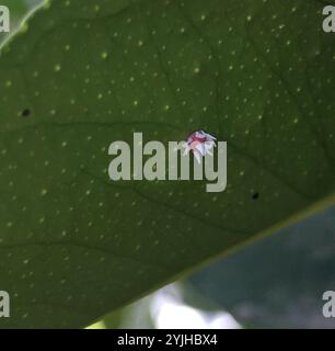 Wax Scales (Ceroplastes Stock Photo - Alamy
