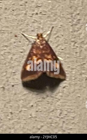 Mint-loving Pyrausta Moth (Pyrausta acrionalis Stock Photo - Alamy