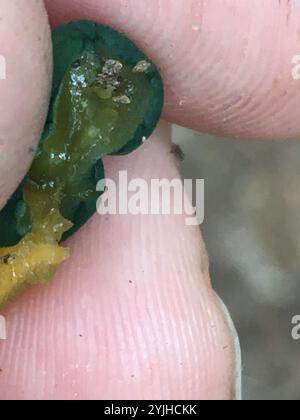 Chicken Lips (Leotia viscosa Stock Photo - Alamy