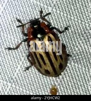 Cottonwood Leaf Beetle (Chrysomela scripta Stock Photo - Alamy