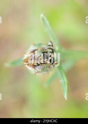 Four-barred Knapweed Gall Fly (Urophora quadrifasciata Stock Photo - Alamy