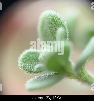 Dixie aster (Sericocarpus tortifolius Stock Photo - Alamy