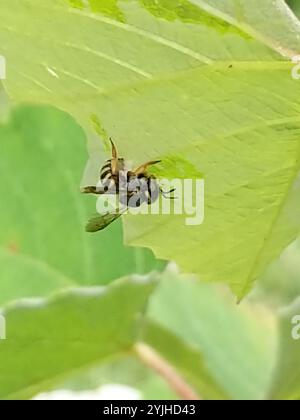 Oblong Woolcarder Bee (Anthidium oblongatum), Insecta, Bexley Stock ...