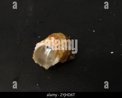 Silver Mouth Turban (Turbo argyrostomus), whole shell, and shown next ...