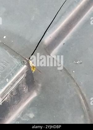 Copperback Flies (Ferdinandea Stock Photo - Alamy