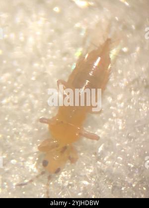 Common Thrips (Thripidae Stock Photo - Alamy