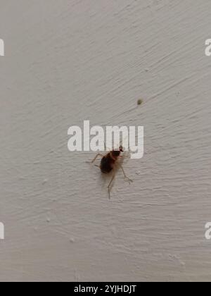 Brown banded Cockroach (Supella longipalpa) adult gravid female with ...