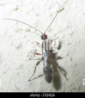 Crown Wasps (Stephanidae Stock Photo - Alamy