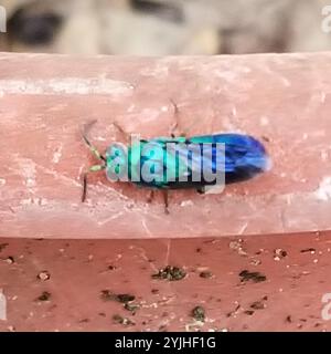 Metallic Bluish-green Cuckoo Wasp (Chrysis angolensis Stock Photo - Alamy