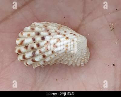 Rectangular False Cockle (Cardita variegata Stock Photo - Alamy