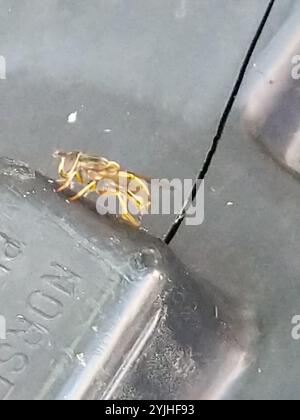 Copperback Flies (Ferdinandea Stock Photo - Alamy