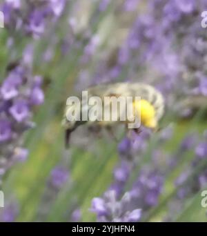 Four-banded Flower Bee (Anthophora quadrimaculata Stock Photo - Alamy
