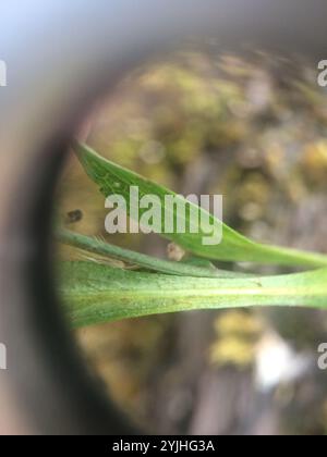Tradescant's aster (Symphyotrichum tradescantii Stock Photo - Alamy
