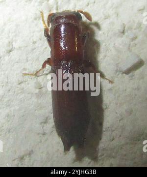 Pinhole Borer Beetles (Platypodinae Stock Photo - Alamy