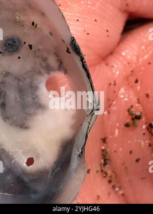 White Macoma (Rexithaerus secta Stock Photo - Alamy